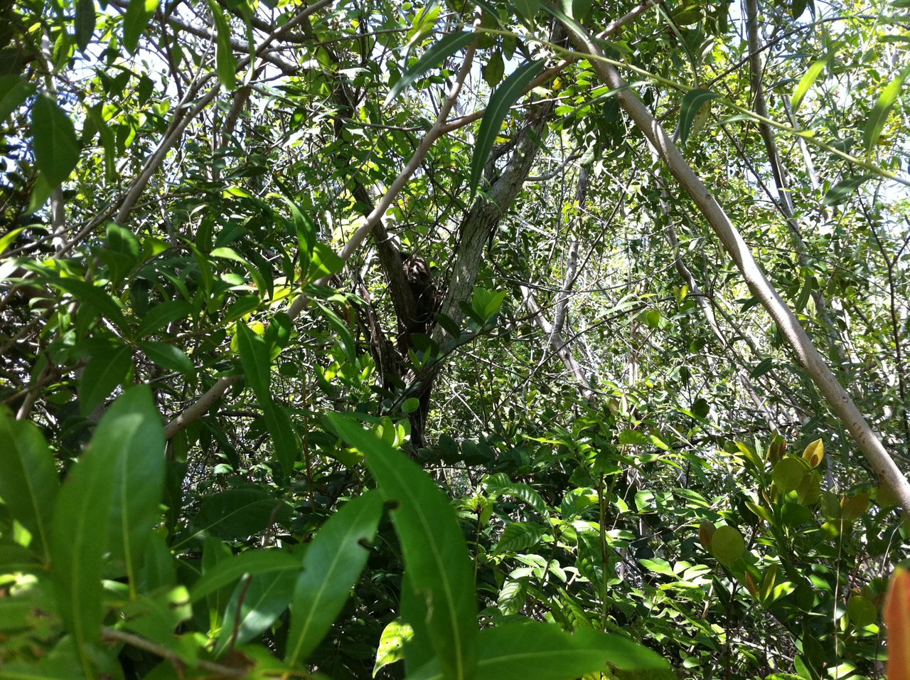 Weird Things » Chupacabra